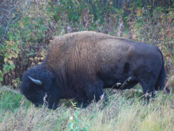 National Bison Rage | Montana | » Montana's Flathead Lake
