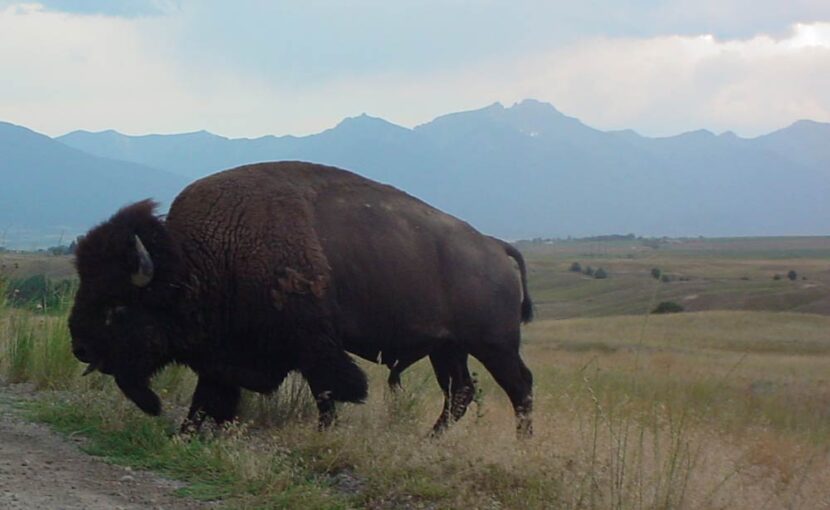 The National Bison Range » Montana's Flathead Lake
